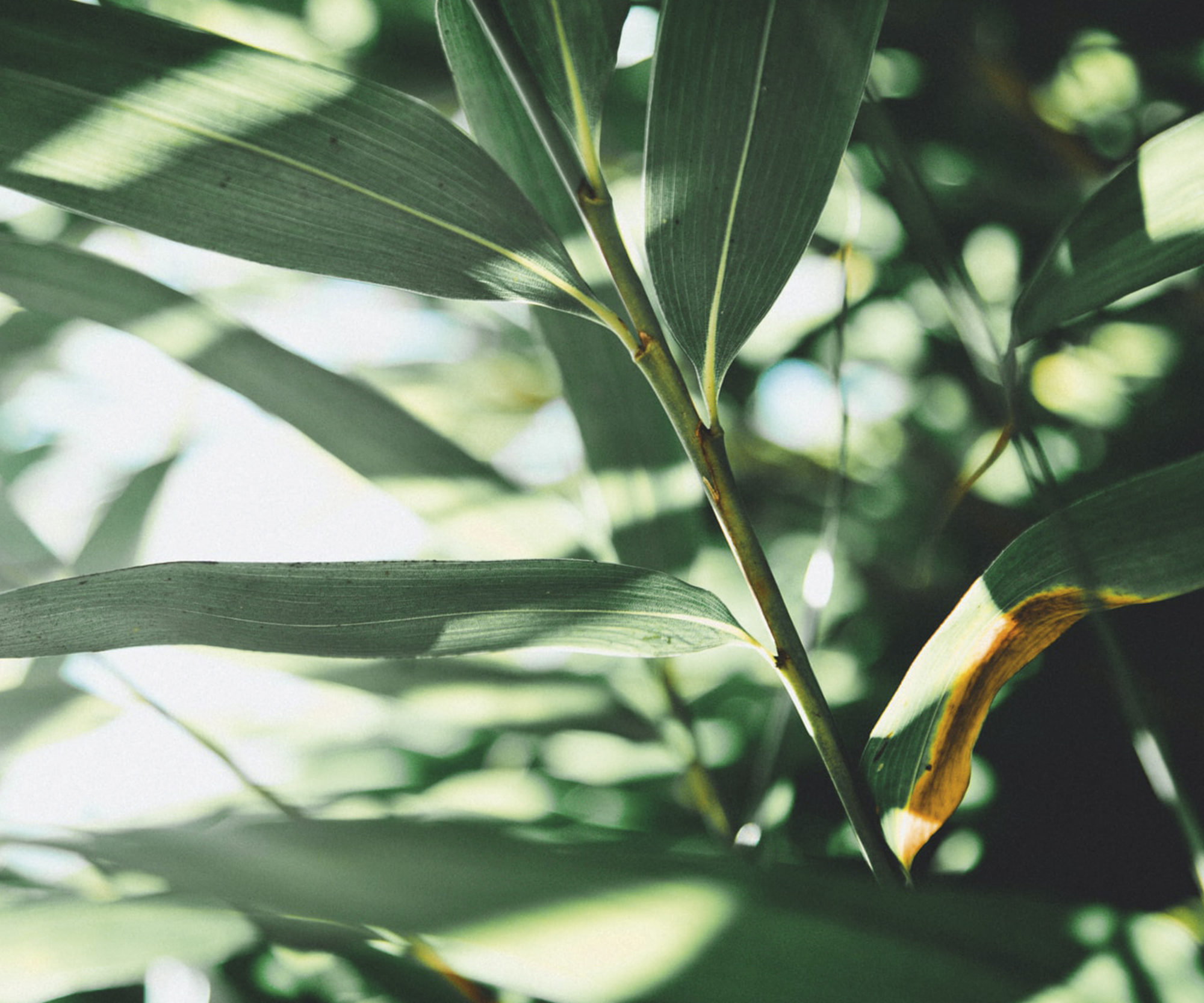 Belgian savoir-faire Omexco | Omexco